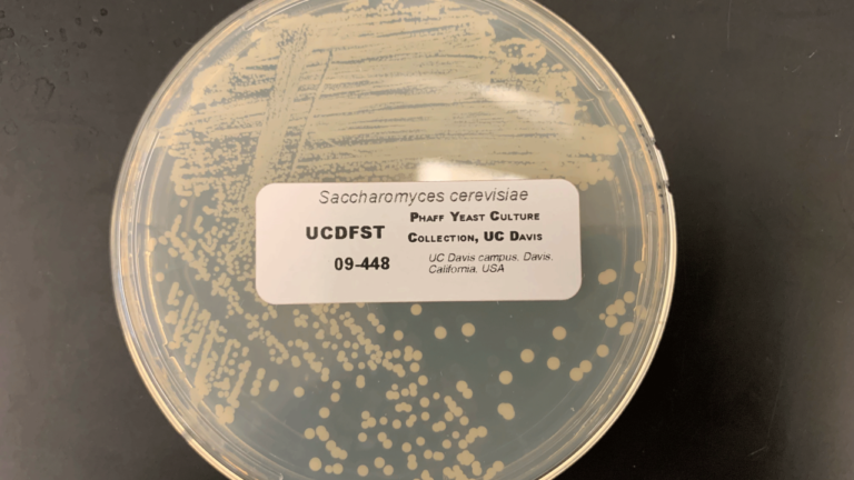 Yeast Strain from UC Davis Phaff Yeast Culture Collection Being Used to ...