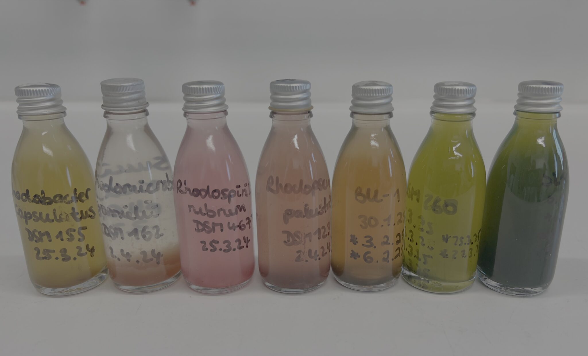 Spotlight on DSMZ: Germany’s Leading Microbial Culture Collection ...